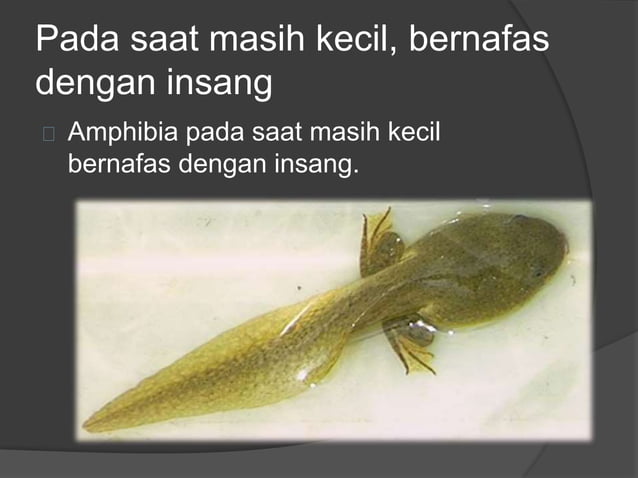 Amphibia (Binatang Amphibi) | PPTX