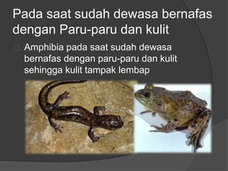 Amphibia (Binatang Amphibi) | PPTX