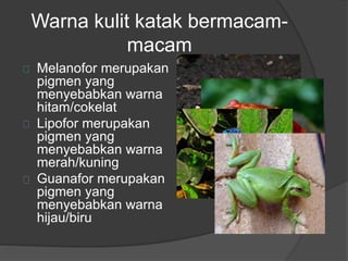 Amphibia (Binatang Amphibi) | PPTX