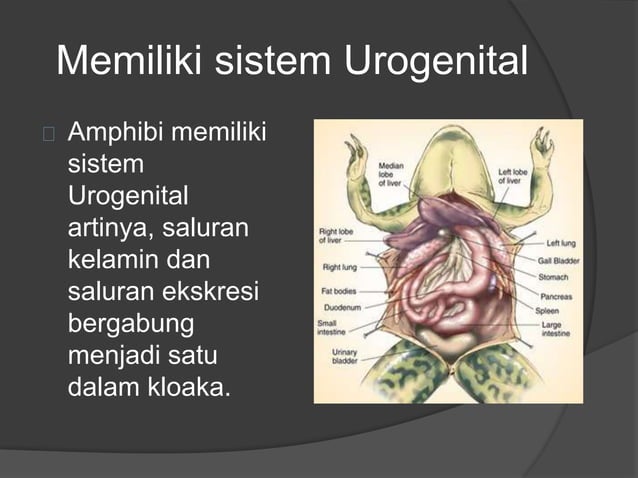 Amphibia (Binatang Amphibi) | PPTX