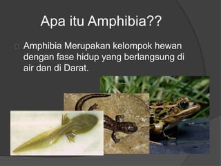 Amphibia (Binatang Amphibi) | PPTX