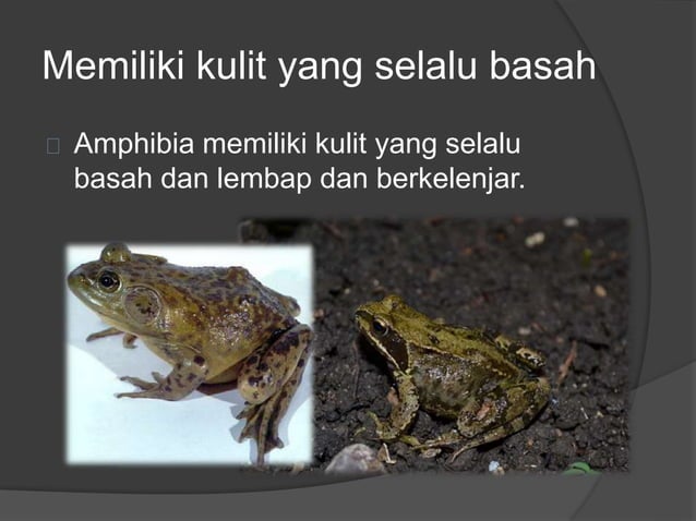 Amphibia (Binatang Amphibi) | PPTX