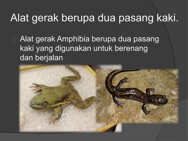 Amphibia (Binatang Amphibi) | PPT