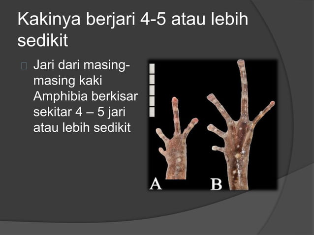 Amphibia (Binatang Amphibi) | PPTX