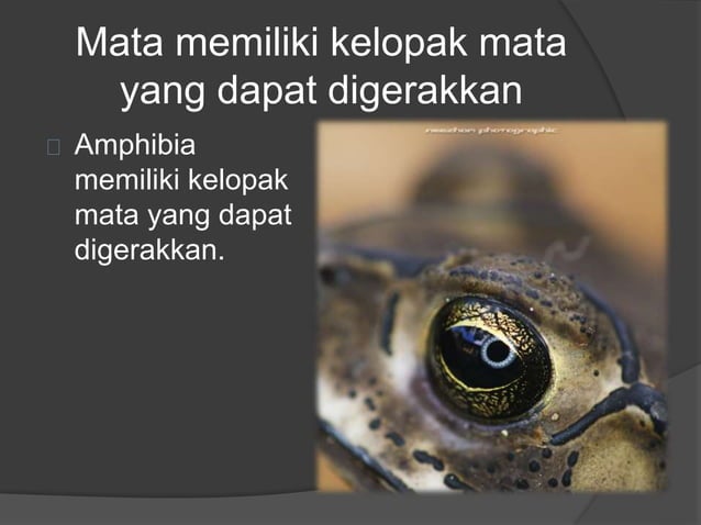 Amphibia (Binatang Amphibi) | PPTX