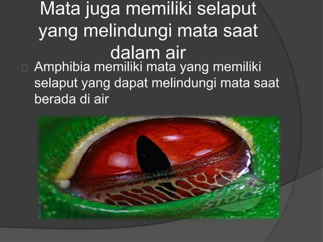 Amphibia (Binatang Amphibi) | PPTX