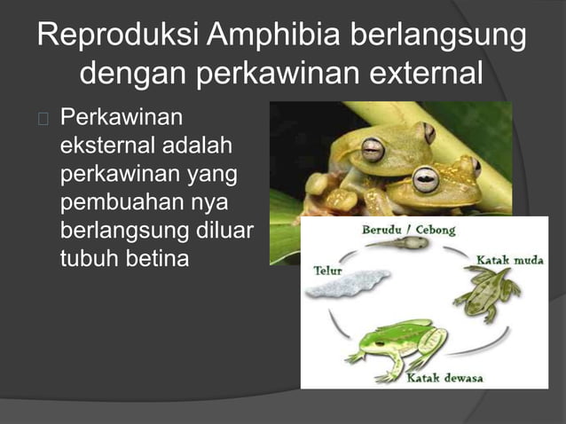 Amphibia (Binatang Amphibi)