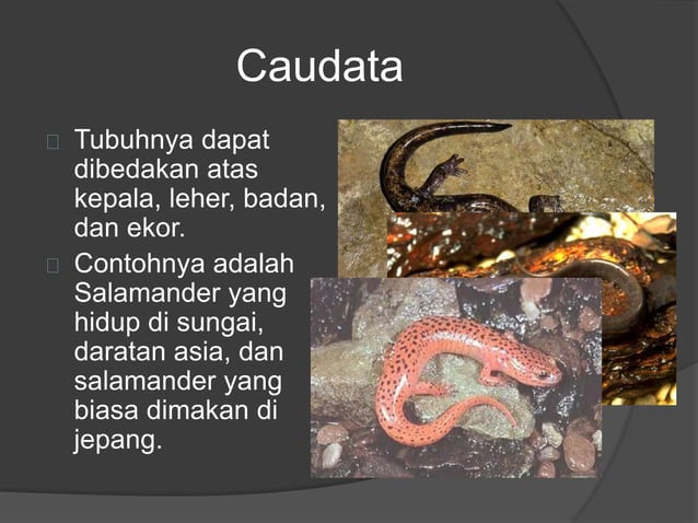 Amphibia (Binatang Amphibi)