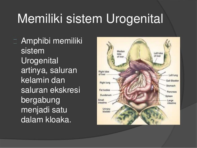 Amphibia (Binatang Amphibi)