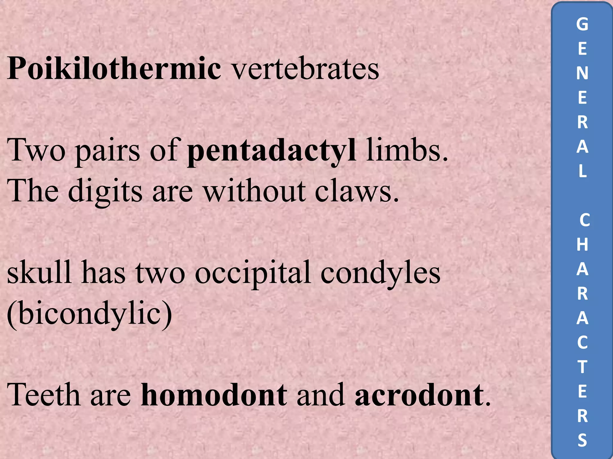 Amphibia characters | PPT