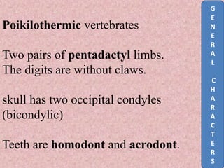 Amphibia characters | PPT