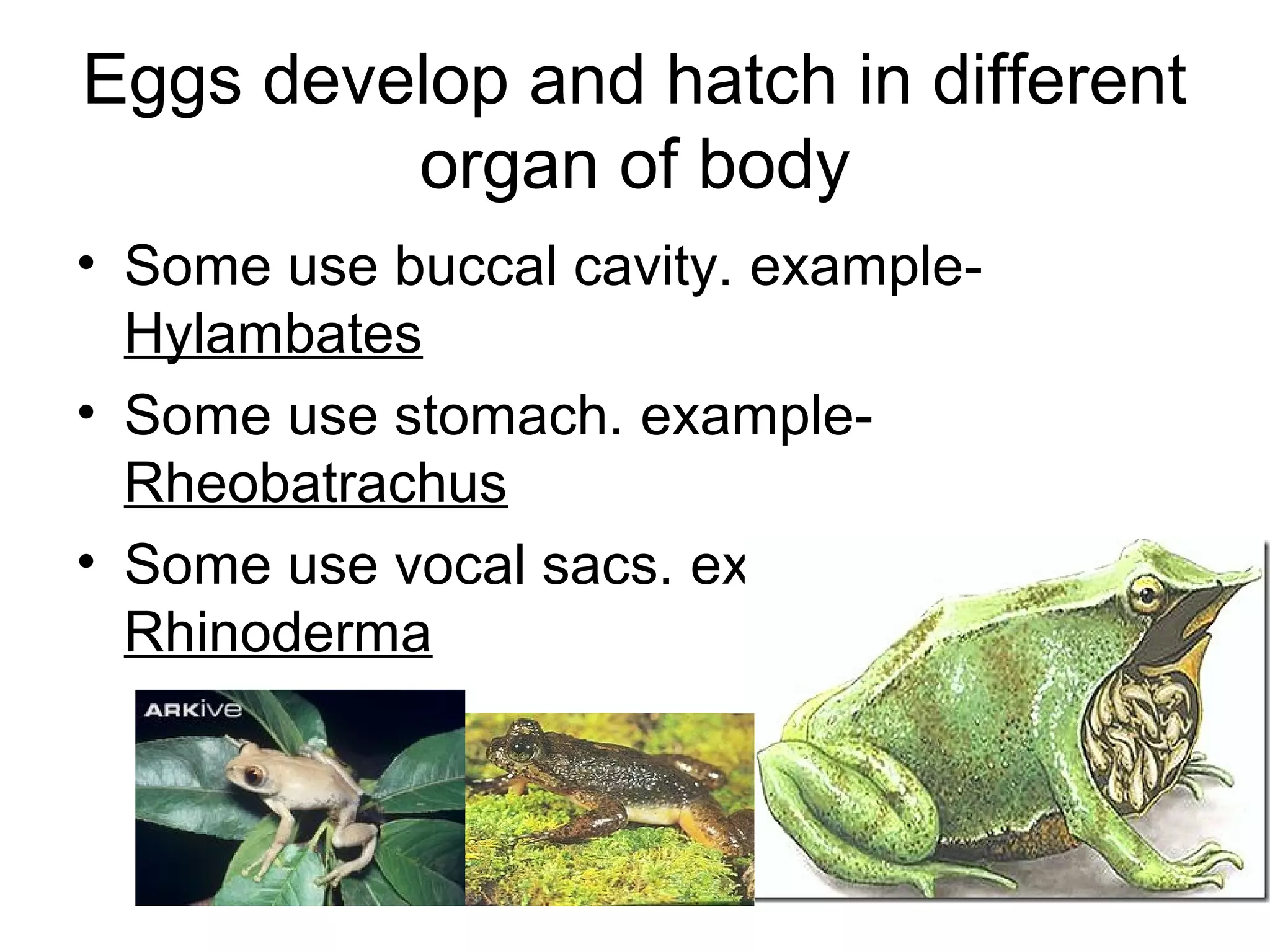 Amphibia classification by deepak rawal | PPT