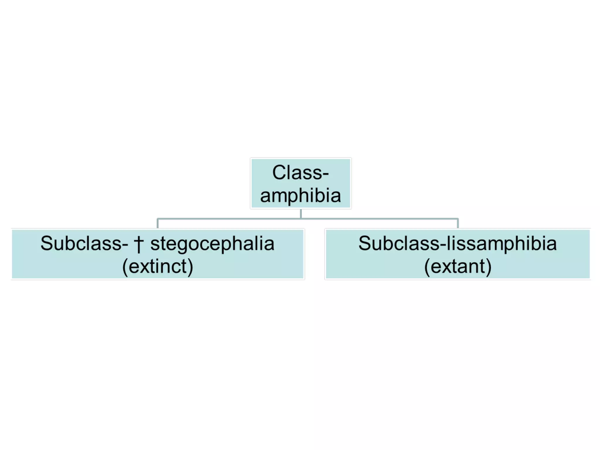Amphibia classification by deepak rawal | PPT