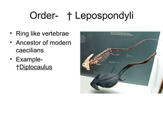 Amphibia classification by deepak rawal | PPT