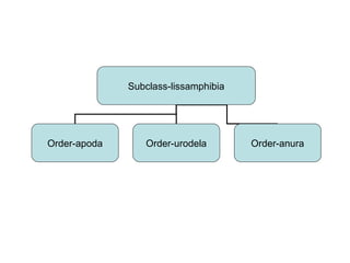 Amphibia classification by deepak rawal | PPT