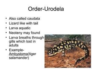 Amphibia classification by deepak rawal | PPT