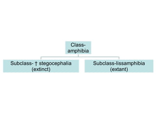 Amphibia classification by deepak rawal | PPT