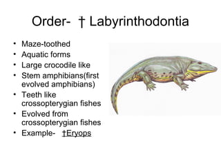 Amphibia classification by deepak rawal | PPT