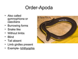 Order Apoda
