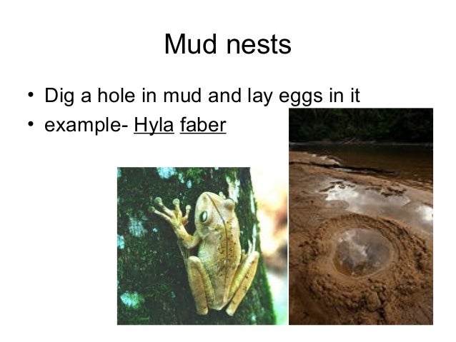 Amphibia classification by deepak rawal