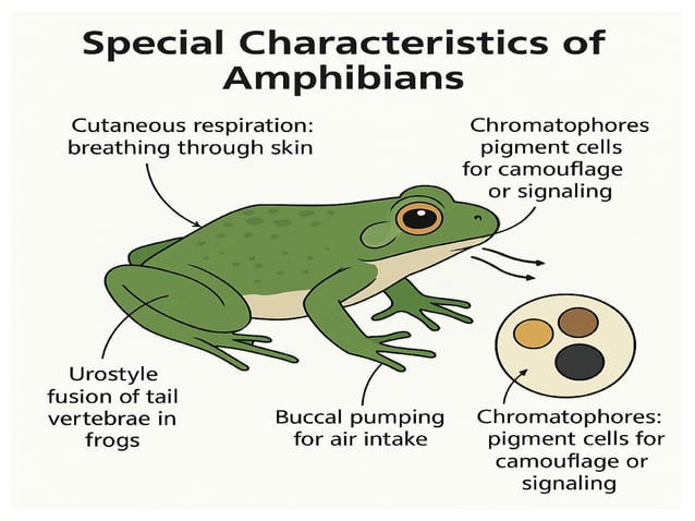 Amphibia_General_and_Special_Characters.pptx