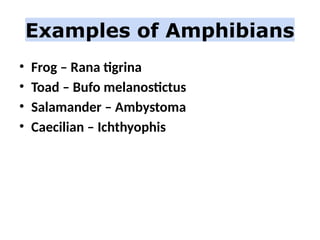 Amphibia_General_and_Special_Characters.pptx