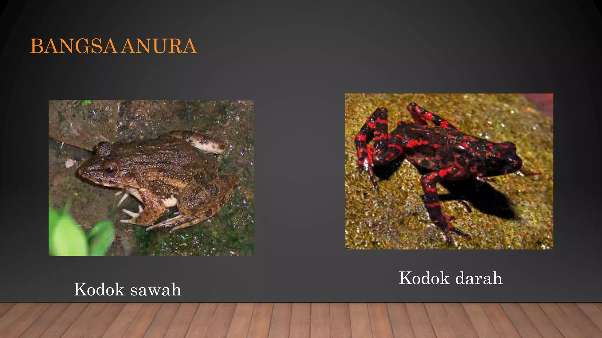 AMPHIBIA kelompok 3.pptx
