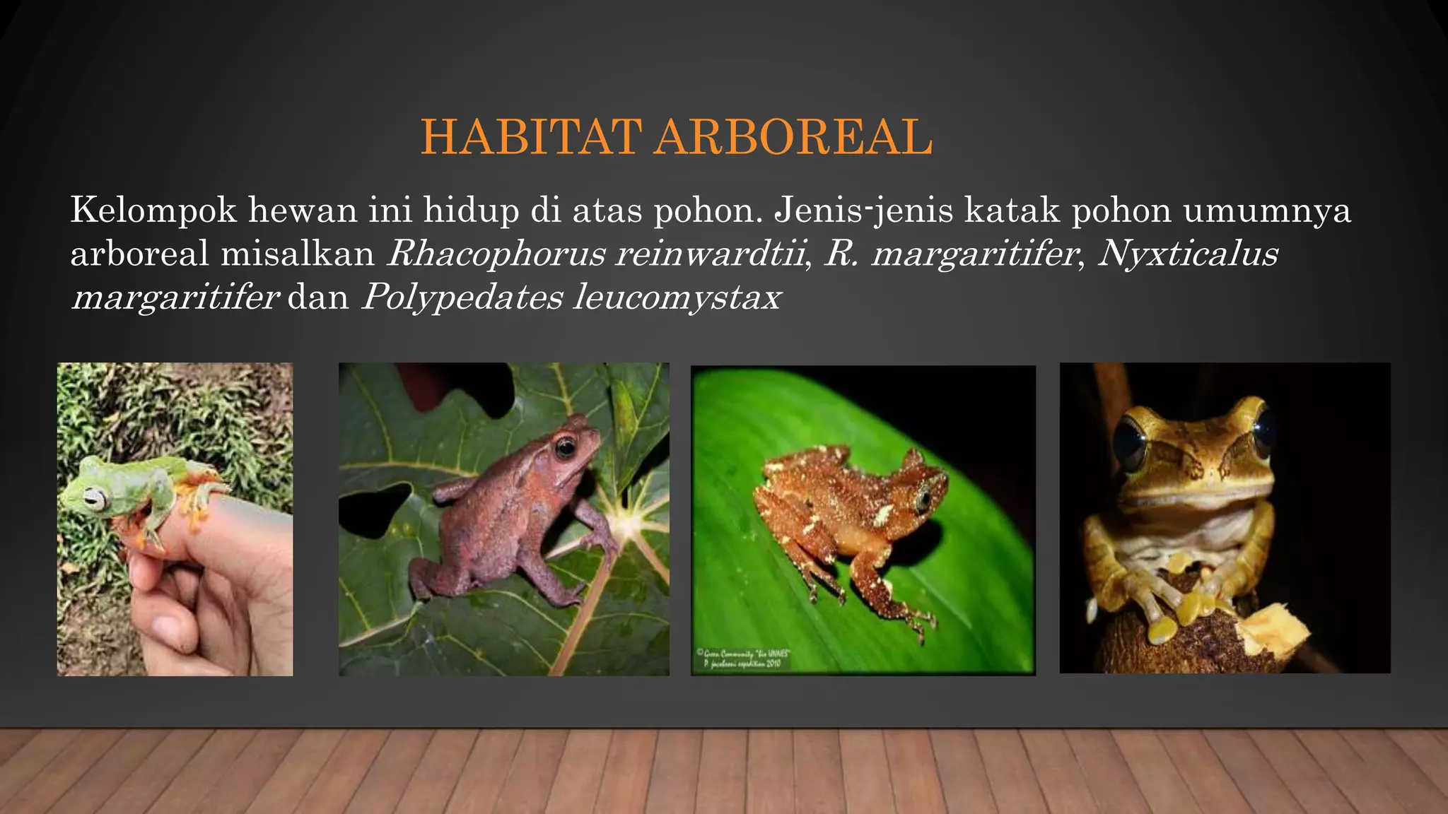 AMPHIBIA kelompok 3.pptx