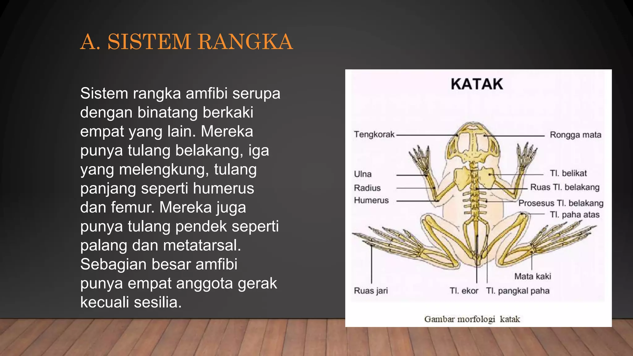 AMPHIBIA kelompok 3.pptx
