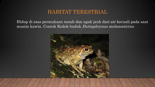 AMPHIBIA kelompok 3.pptx