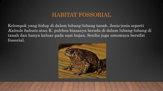 AMPHIBIA kelompok 3.pptx