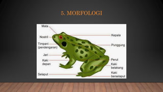 AMPHIBIA kelompok 3.pptx