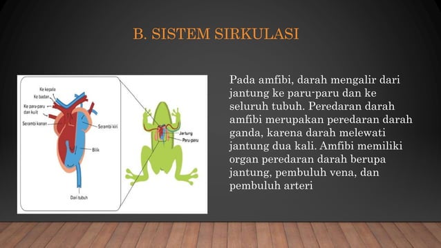 AMPHIBIA kelompok 3.pptx