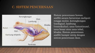 AMPHIBIA kelompok 3.pptx