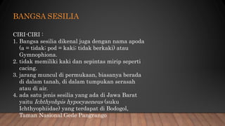 AMPHIBIA kelompok 3.pptx