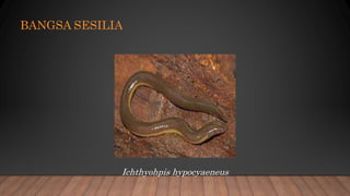 AMPHIBIA kelompok 3.pptx