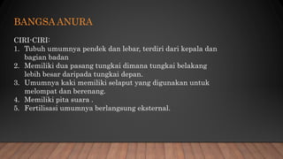 AMPHIBIA kelompok 3.pptx
