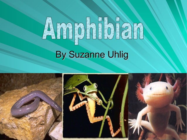 Amphibian | PPT