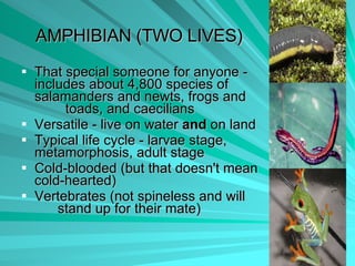 Amphibian | PPT