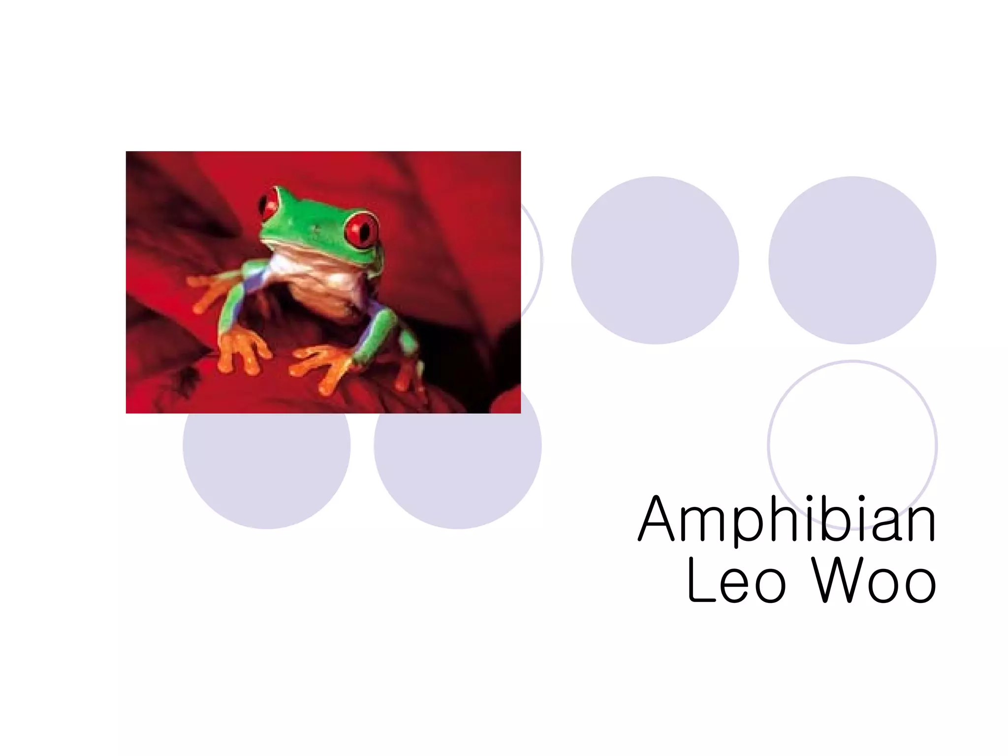 Amphibian | PPT