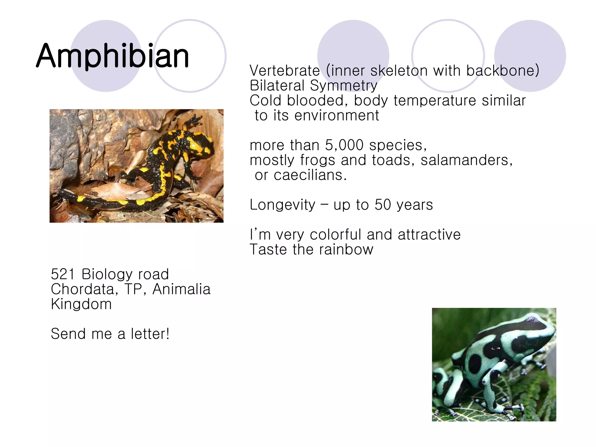 Amphibian | PPT