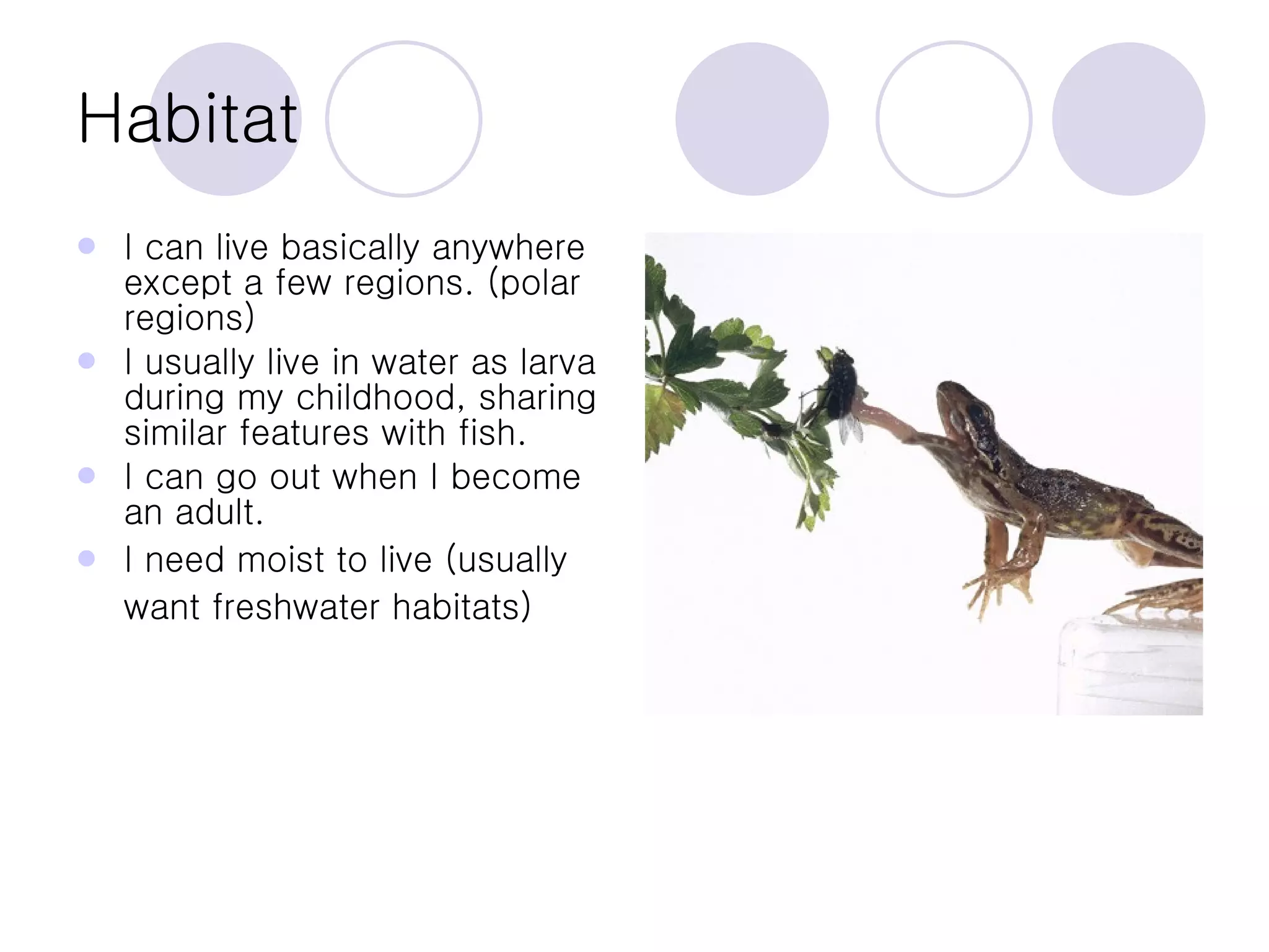 Amphibian | PPT