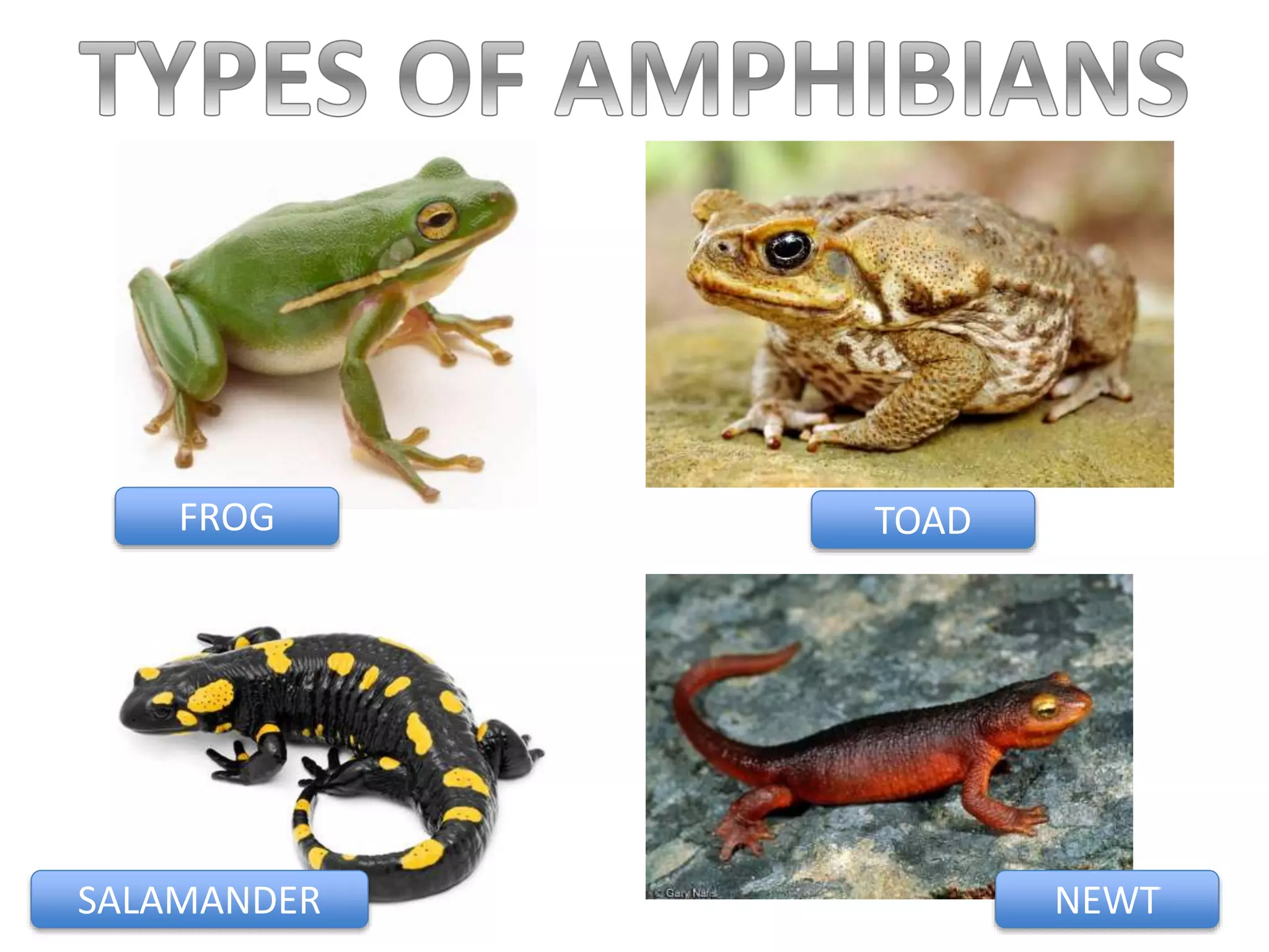 Amphibian 2 | PPT