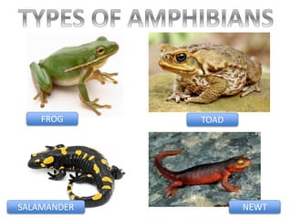 Amphibian 2 | PPT