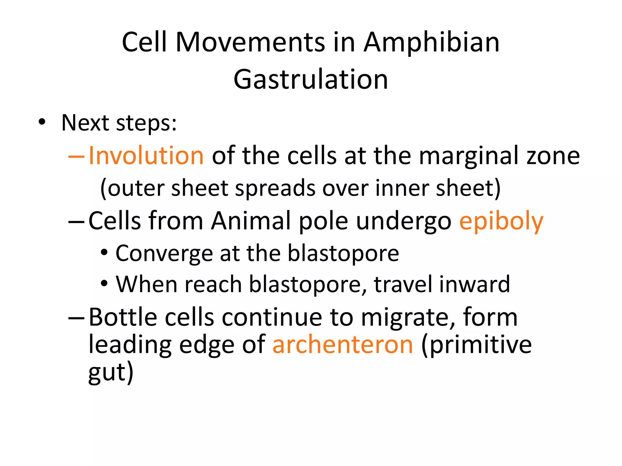 cleavage and gastrulation in amphibians | PPTX