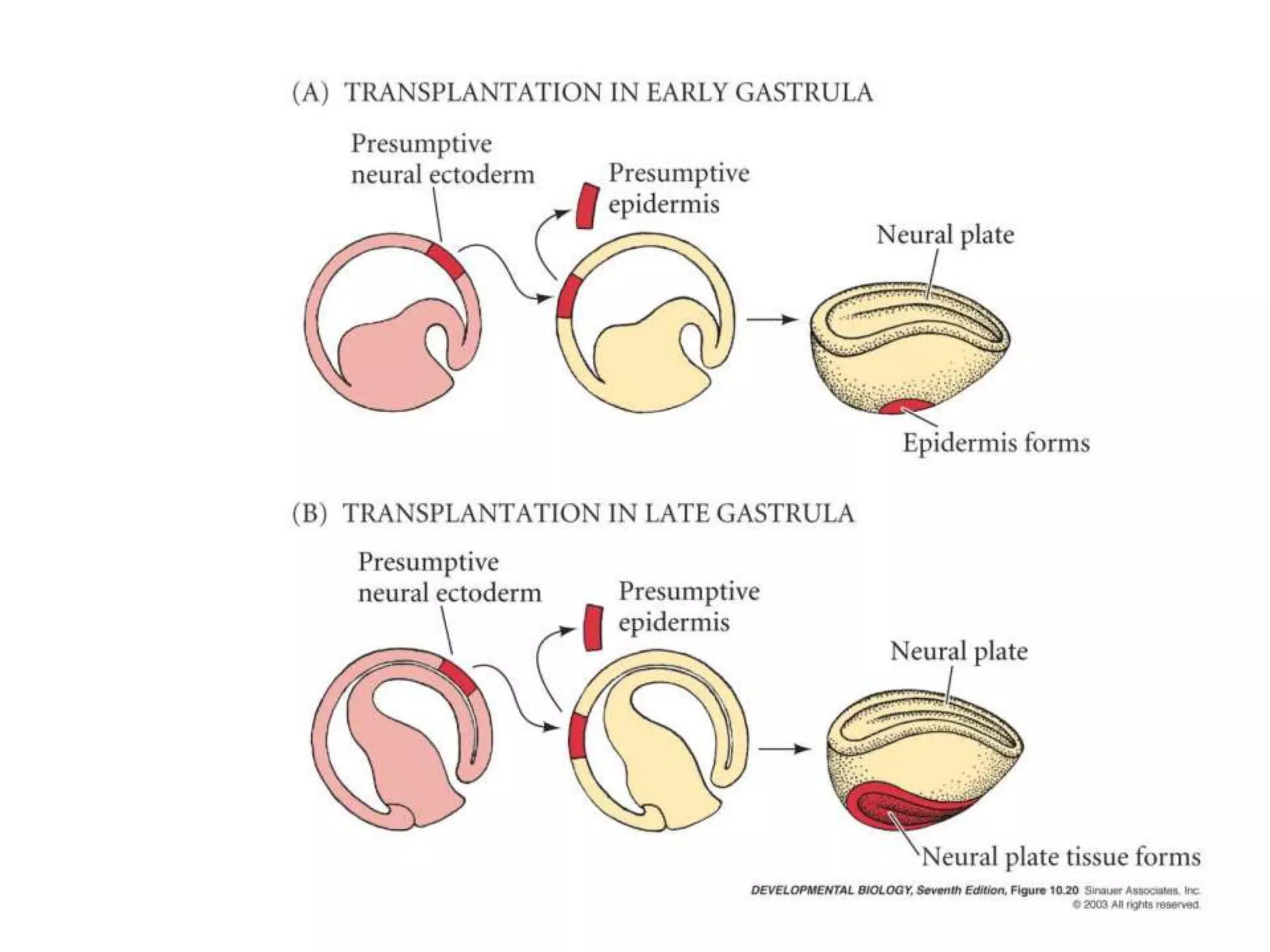 cleavage and gastrulation in amphibians | PPTX