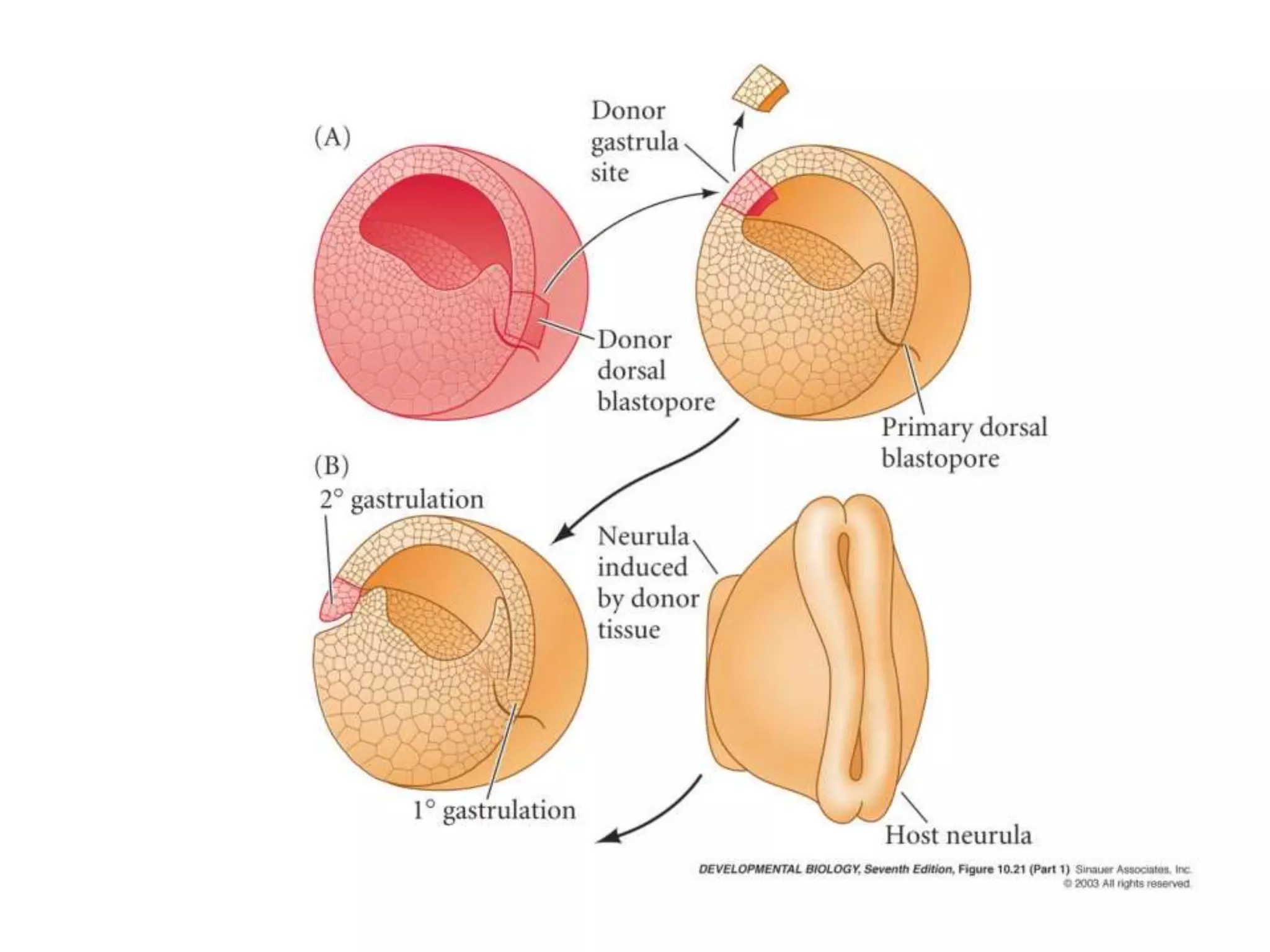 cleavage and gastrulation in amphibians | PPTX