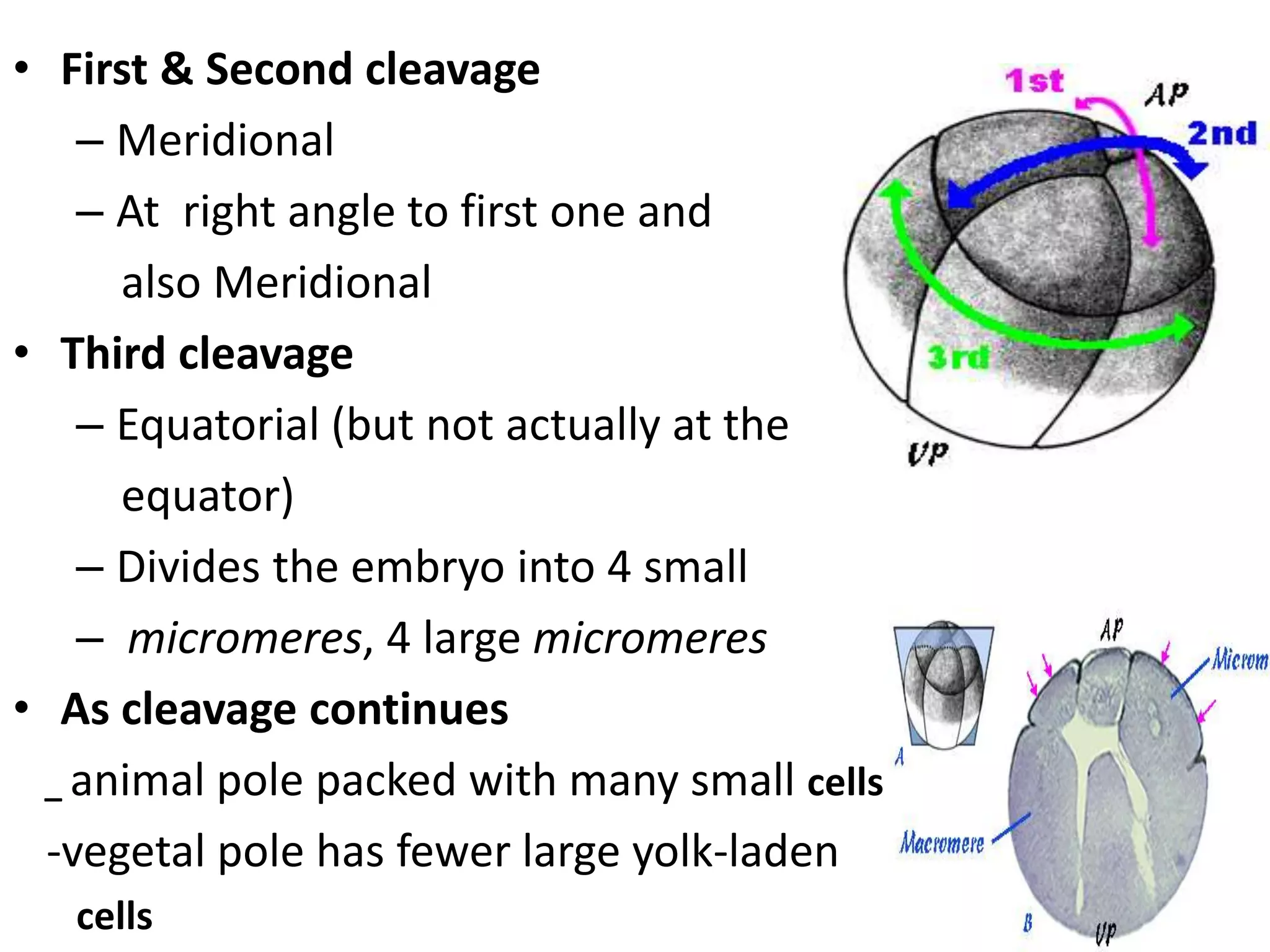 cleavage and gastrulation in amphibians | PPTX