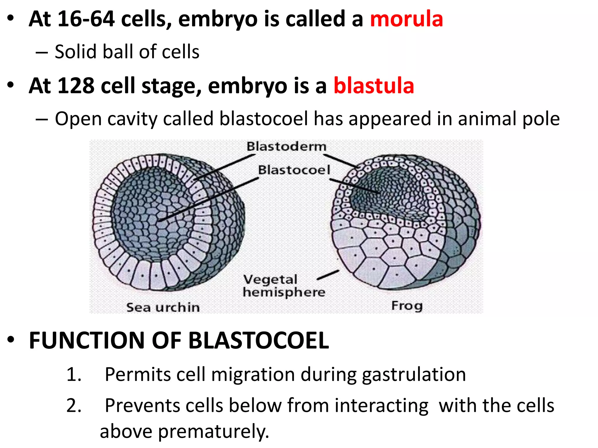 cleavage and gastrulation in amphibians | PPTX