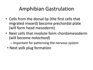 cleavage and gastrulation in amphibians | PPTX